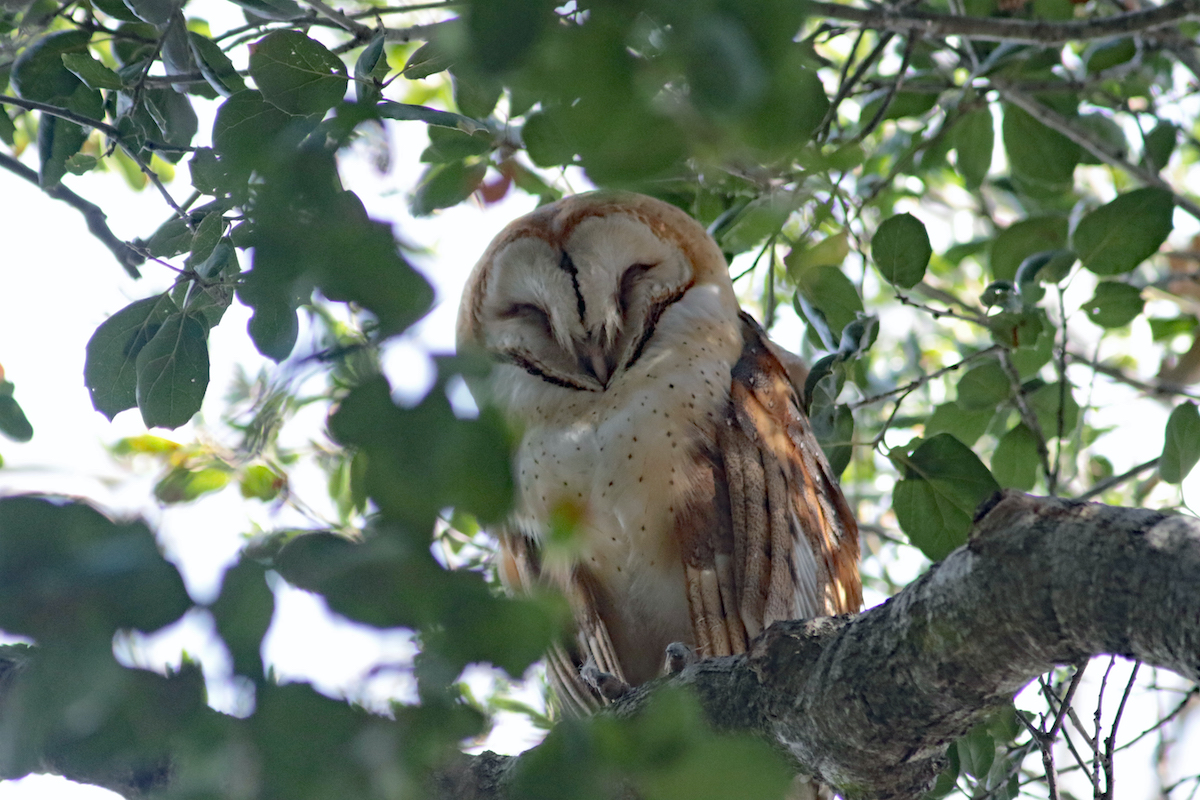 Superb Owl Sunday! | Pasadena Audubon Society